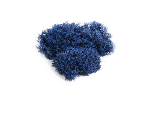 Preserved Pure Moss Blue | GWM MOSS
