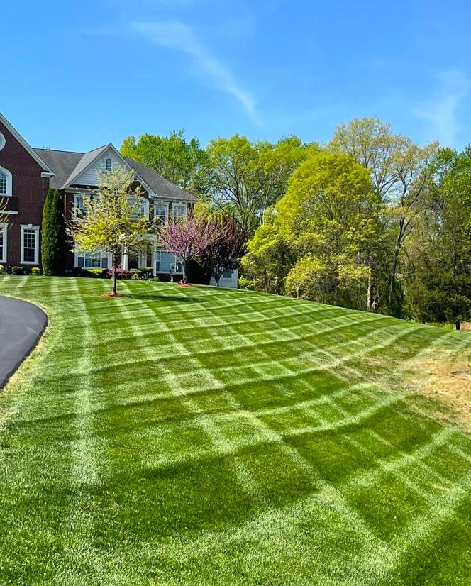 tree service | C&H construction and landscape