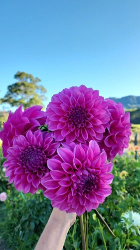 Formby Perfection | The Dahlia Lady