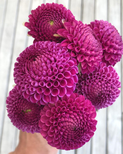 Mark Lockwood | The Dahlia Lady