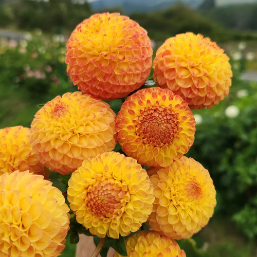 Minley Carol | The Dahlia Lady