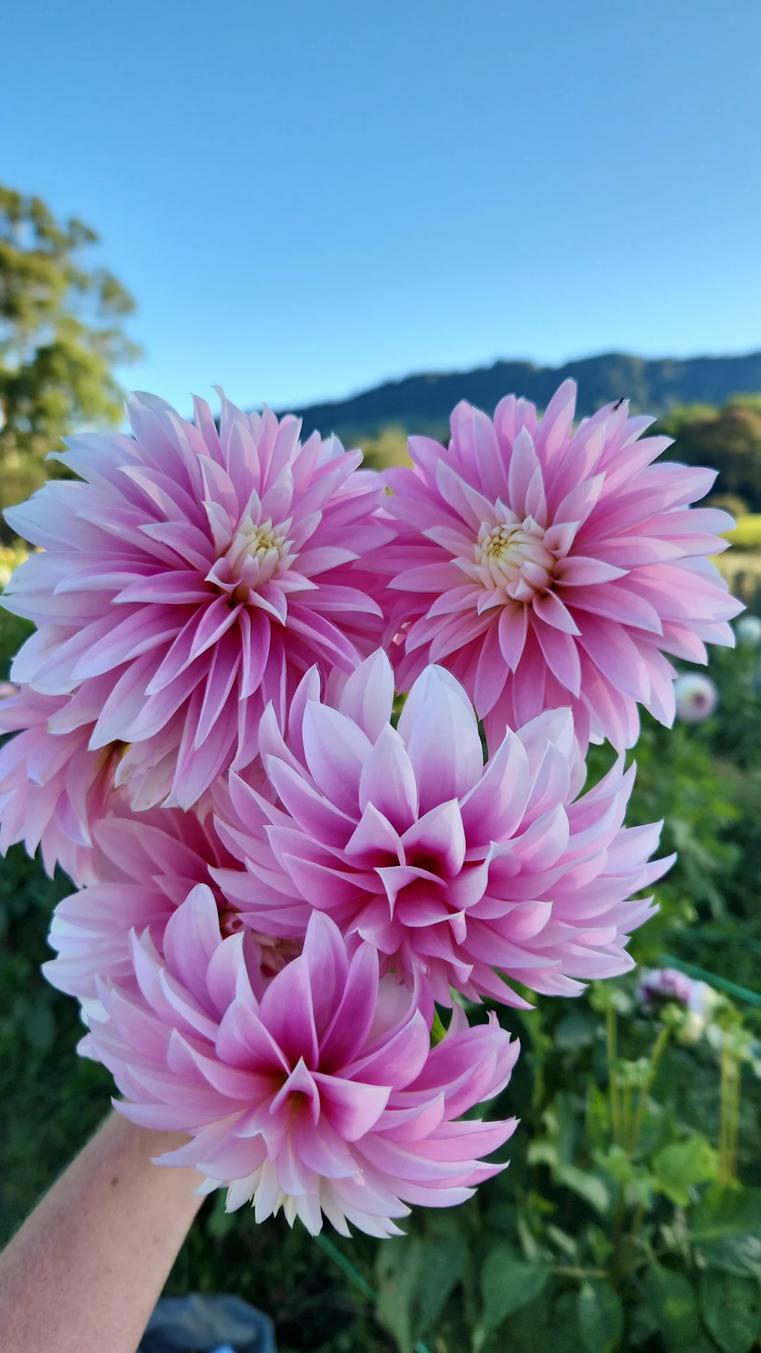 Alloway candy | The Dahlia Lady