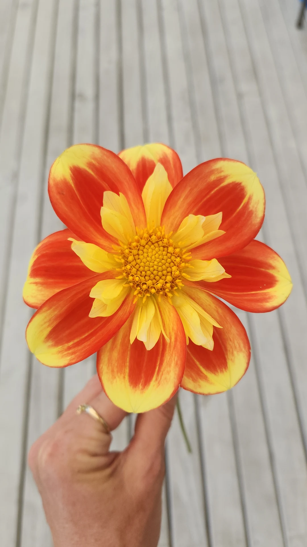 Pooh | The Dahlia Lady