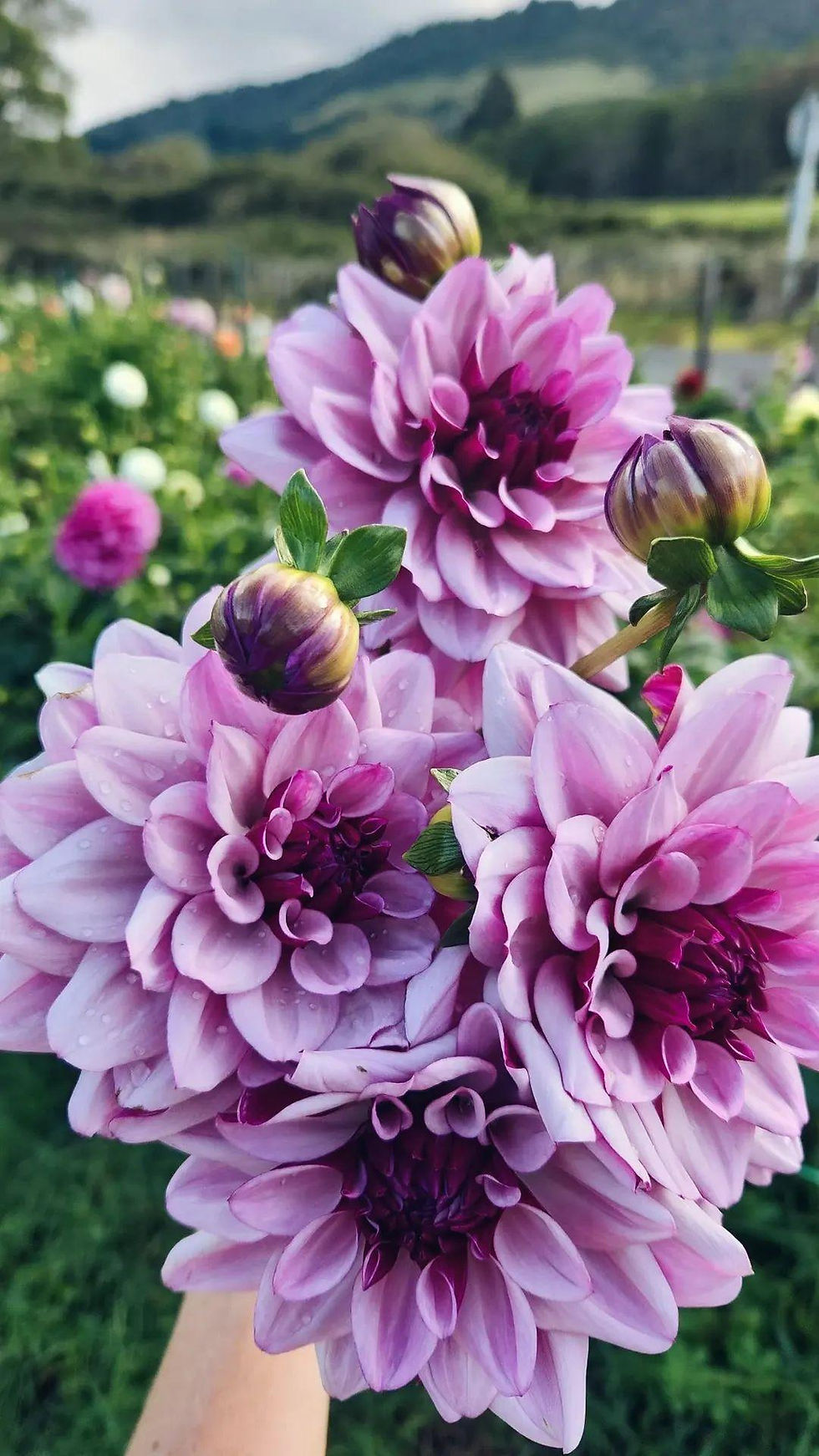 Creme De Cassis | The Dahlia Lady