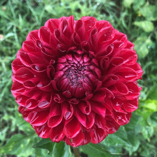 Sheval Megan | The Dahlia Lady