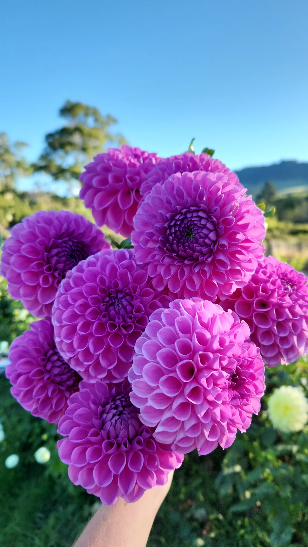 Westerton Folly | The Dahlia Lady