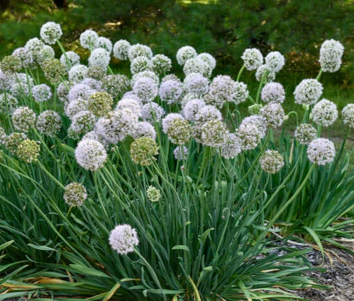 What Do Bees Love? – Allium ‘Bobblehead’ Ornamental Onion | Hosta Heaven