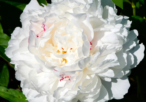 Peony | Hosta Heaven