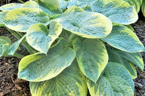 Blueberries and Cream Hosta — A Sweet Touch of Shade Garden Luxury ...