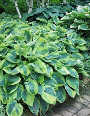 Hosta Color: Varigated | Hosta Heaven