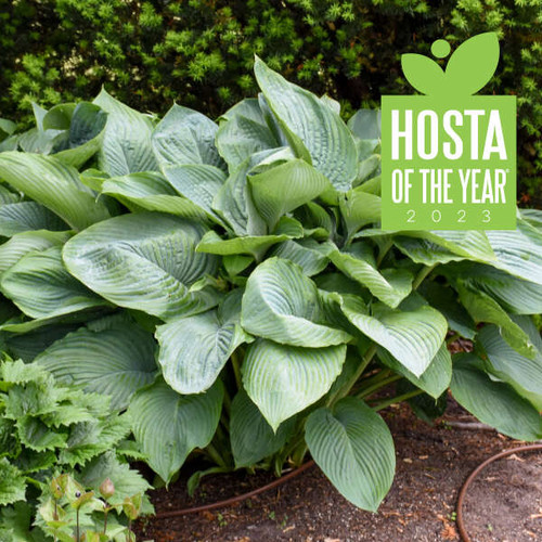 Giant Hosta 'Empress Wu' is Majestic | Hosta Heaven