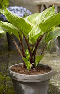 Sorbet Hosta: Red Stems (Legs) | Hosta Heaven