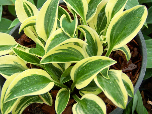 Funny Mouse Hosta | Hosta Heaven