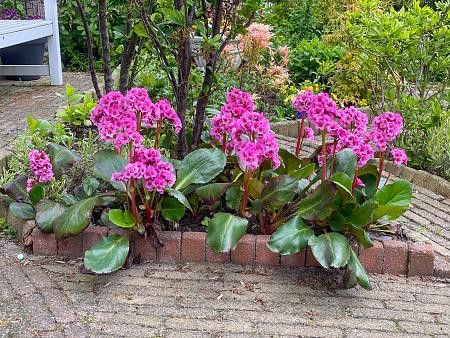 Discover the year-round beauty of Bergenia Winter Glow Pigsqueak ...