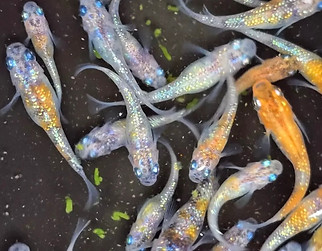 Learn Medaka Feature | Medaka City USA