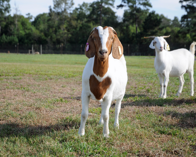 Welcome to Three Oaks Savanna Goats