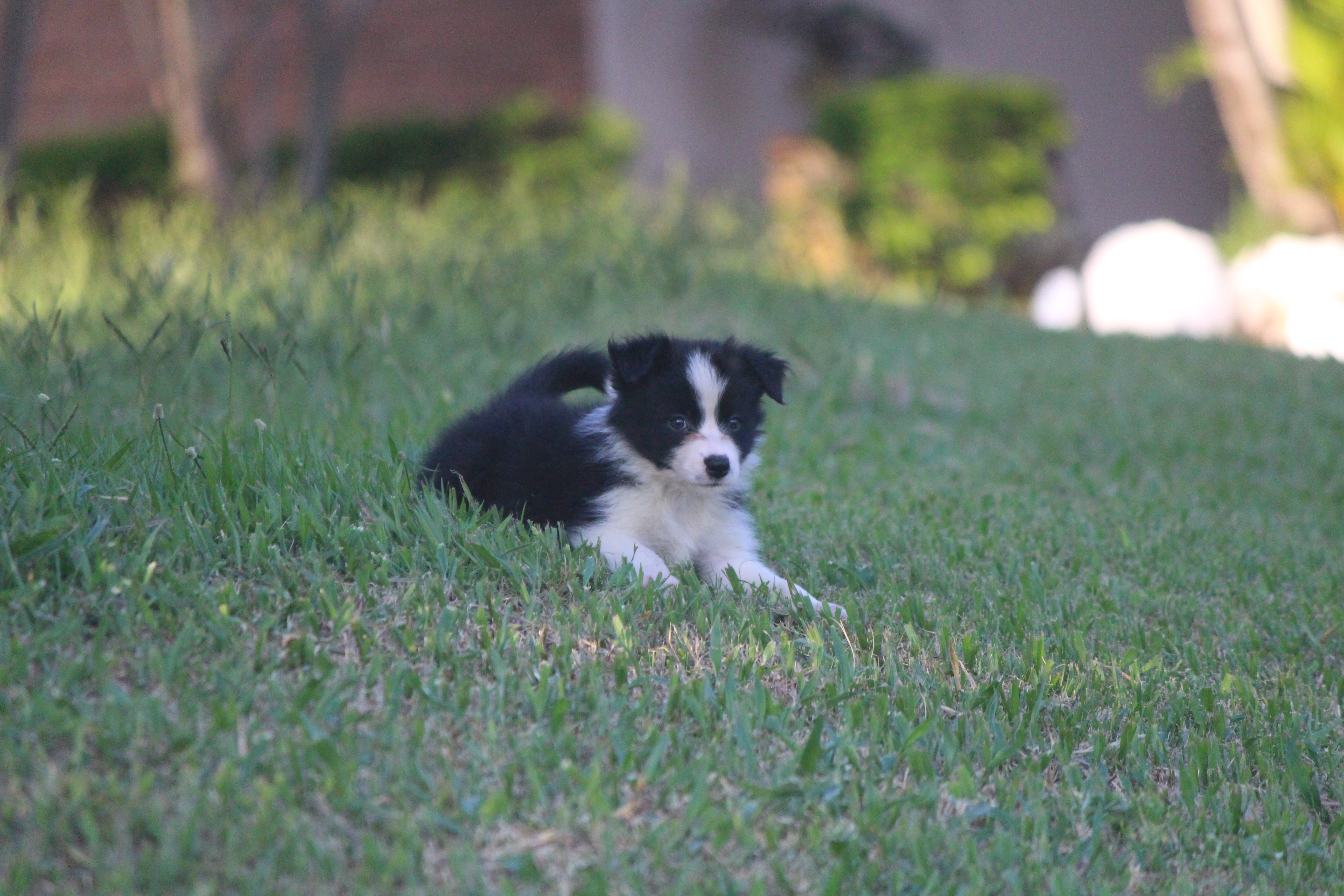 Filhotes de border collie