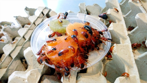 Blatta Lateralis "Red Runner Cockroach" - 100pcs | Baron's Reptiles