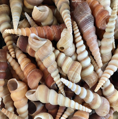 Turitella screw shells - set of 3 | Shell Grotto
