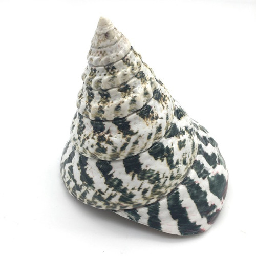 Large green troca shell | Shell Grotto