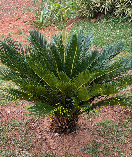 Cica (Cycas revolute) | Sitio Flora Sol