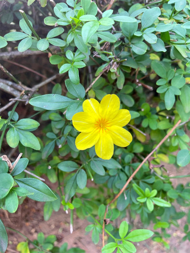 Jasmim Amarelo (Jasminum mesnyi) | Sitio Flora Sol