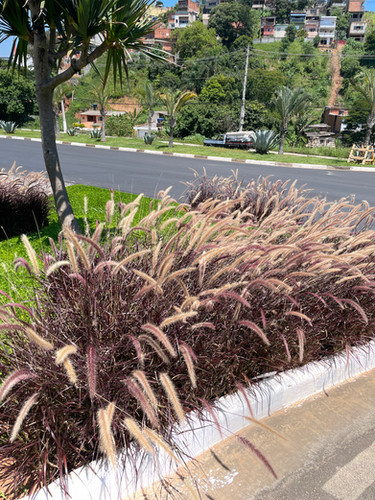 Capim Texas rubro (Pennisetum setaceum rubrum) | Sitio Flora Sol