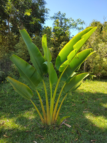 Ravenala (árvore do viajante) (Ravenala madagascariensis) | sitioflorasol