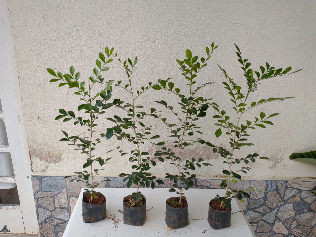Murta (murraya paniculata) | sitioflorasol