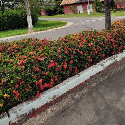 Exória (Ixoria coccinea sp) | Sitio Flora Sol