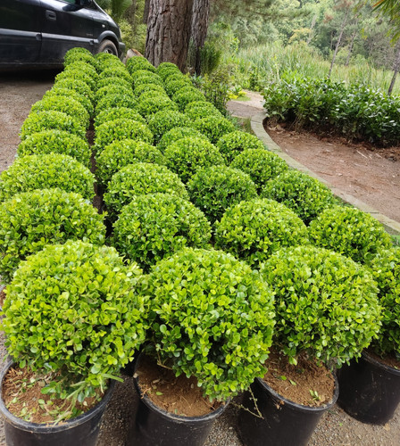 Buxinho bola (Buxus sempervirens) | Sitio Flora Sol
