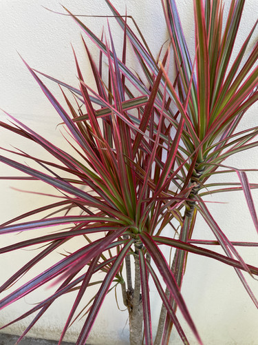 Dracena tricolor (Dracena marginata) | Sitio Flora Sol