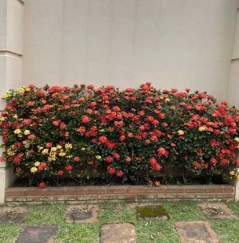 Exória (Ixoria coccinea sp) | sitioflorasol