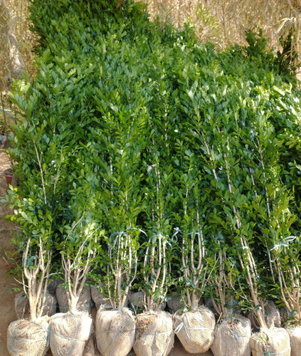 Murta (Murraya paniculata) | sitioflorasol