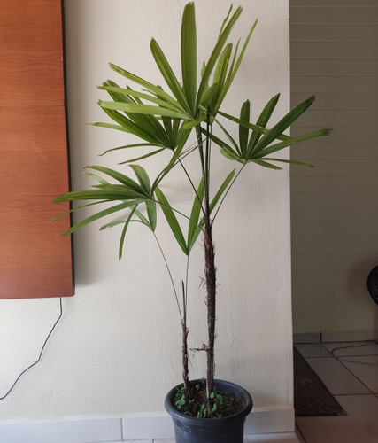 Palmeira Rafis (Raphis excelsa) | Sitio Flora Sol