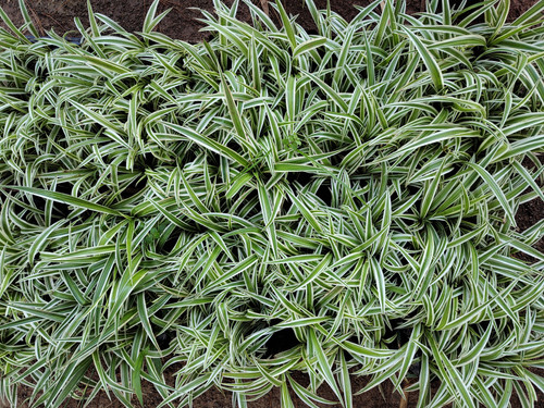 Clorofito (Chorophytum comosum) (caixa 15 mudas) | Sitio Flora Sol