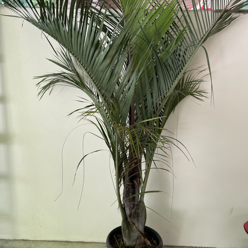 Palmeira Triângular (Dypsis decary) | Sitio Flora Sol