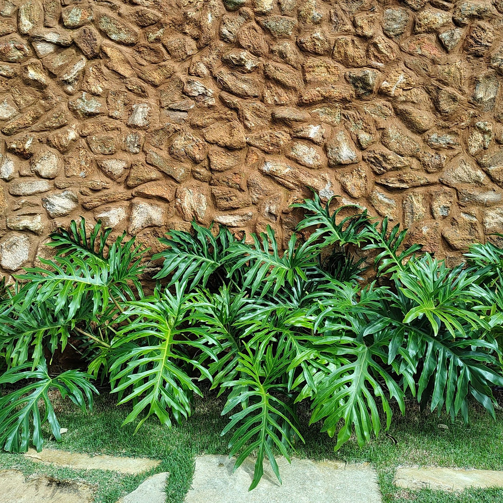 Guaimbe (Philodendron bipinnatifidum) | Sitio Flora Sol