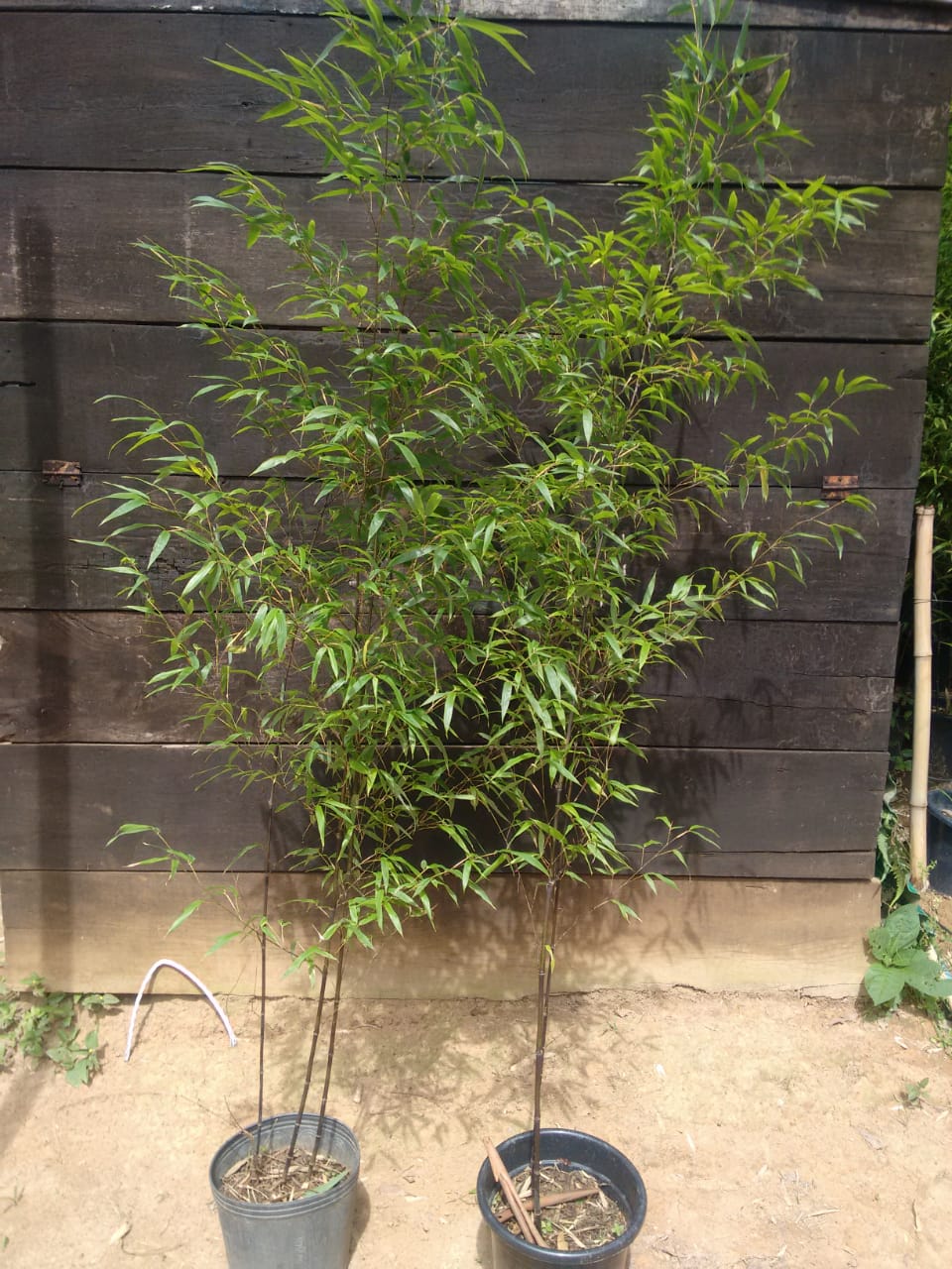 Bambu Preto | Sítio FloraSol
