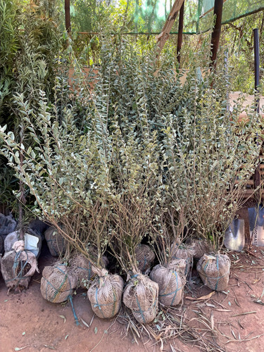 Ligustro Variegato (Ligustrum sinense) | Sitio Flora Sol