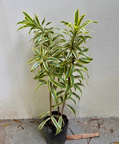 Pleomele Variegata (Dracena reflexa) | Sitio Flora Sol