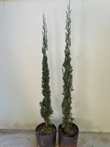 Cipreste italiano (Cupressus sempervirens) | Sitio Flora Sol