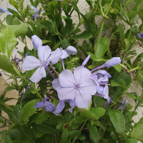 Bela Emília (Plumbago auriculata) | Sitio Flora Sol