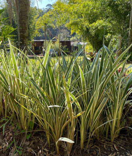 Dionela (Dianella tasmanica) | Sitio Flora Sol
