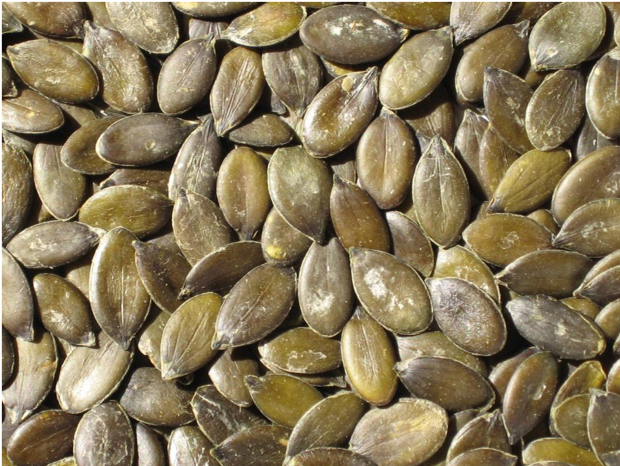 Les graines des cucurbitacées