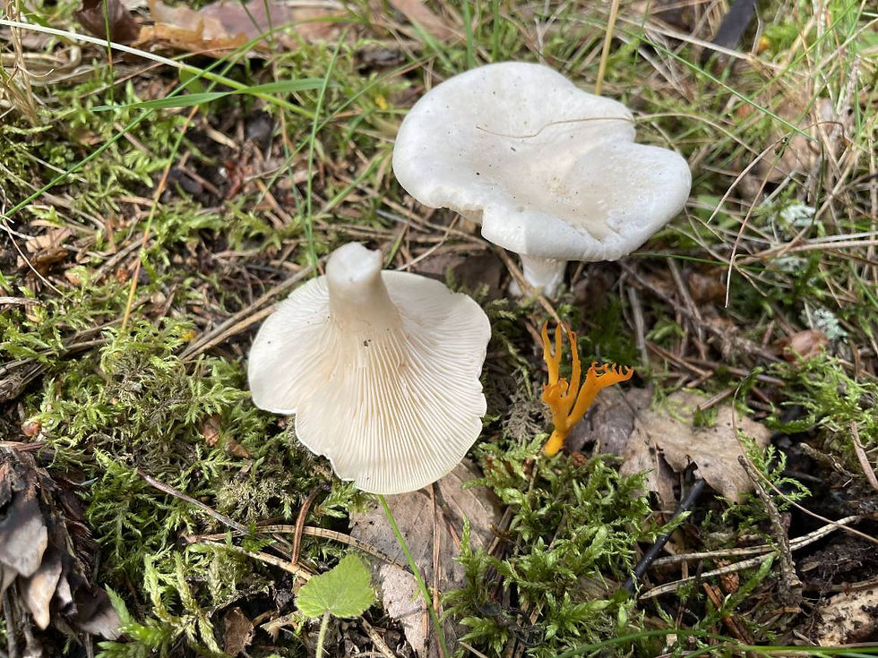 Skivesopper (List) | Soppdilla