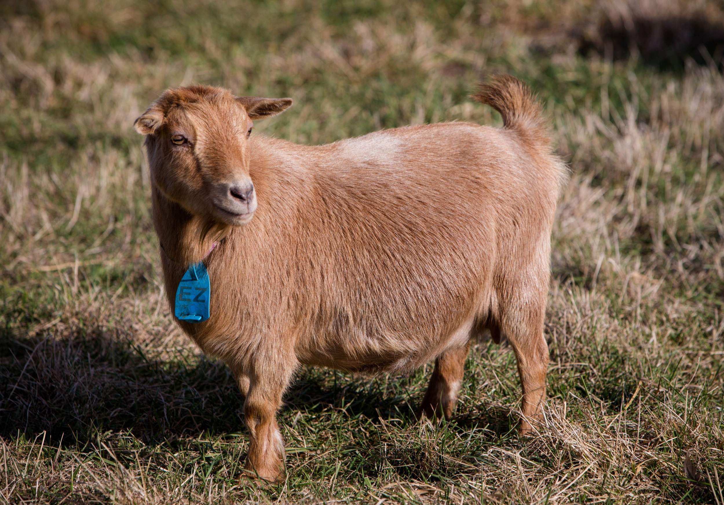 Senior Does | Goats and Yoga | Mala Koza Farm