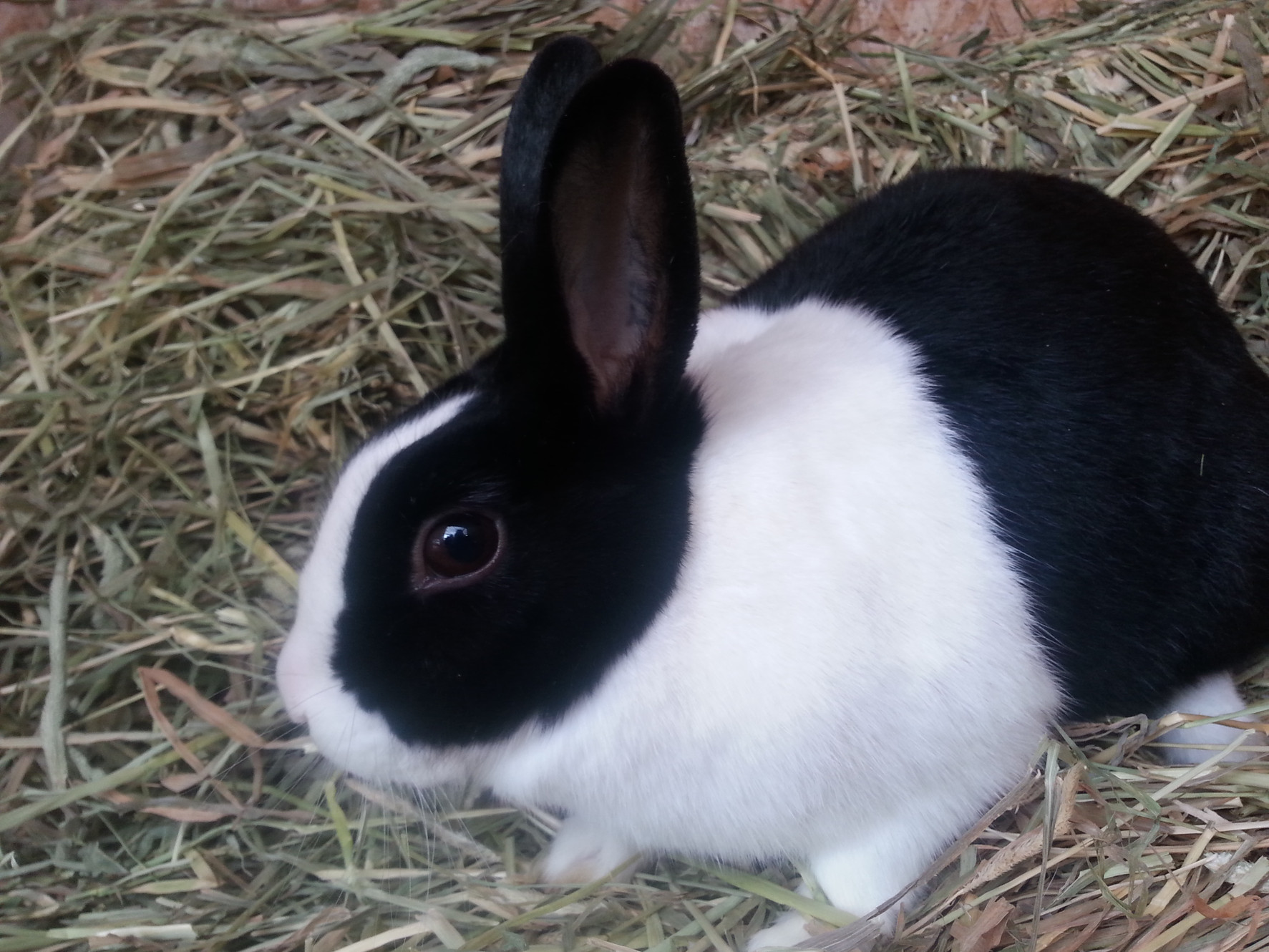 Genesis Rabbitry and Farm