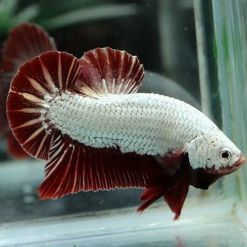 Pez HMPK Red Dragon Male (Betta splendens) | CATASTROPHE