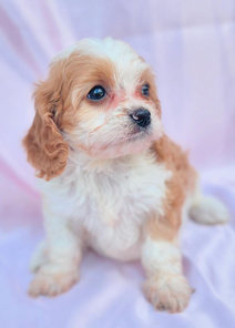 Aktuella och planerade valpar | Pink Diamonds Kennel